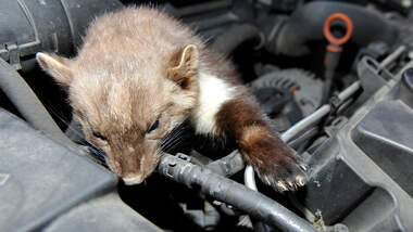 Sandro Vitale | AUTO MOTOR UND SPORT