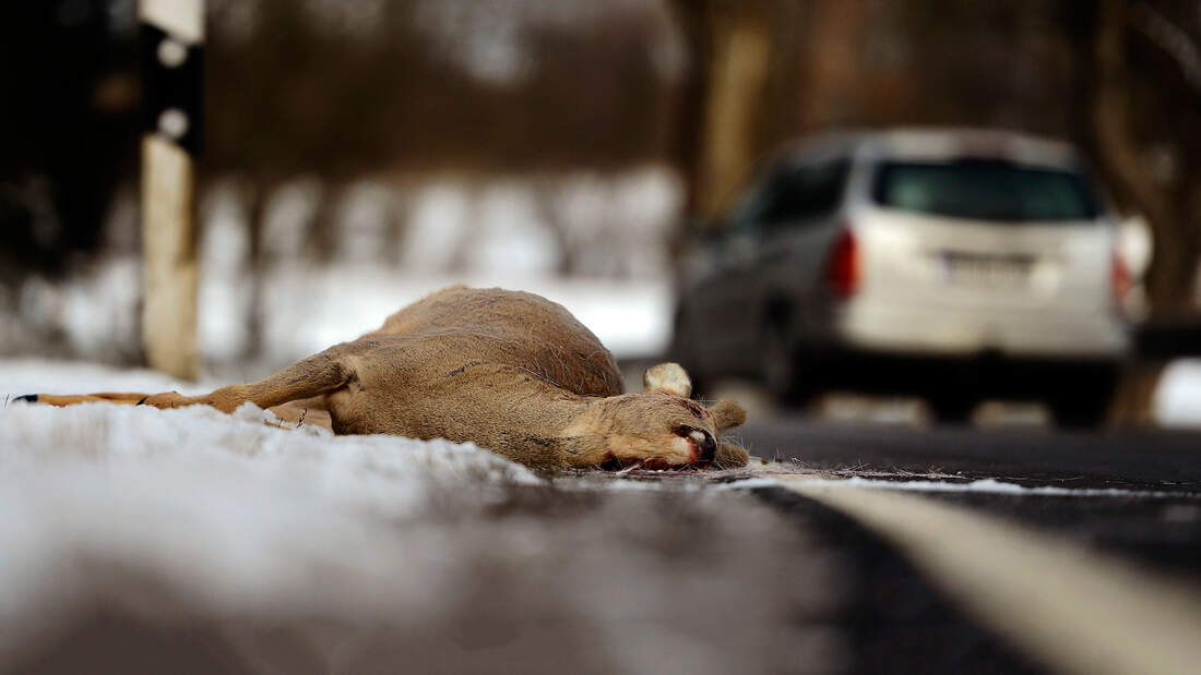 Wildunfälle: So verhalten Sie sich richtig